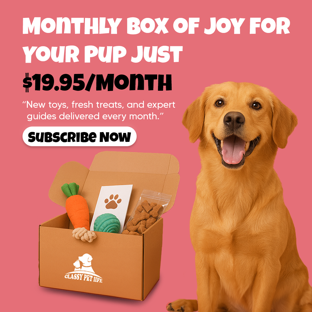 Classy Pet Club – Monthly Dog Subscription Box – Classy Pet Life