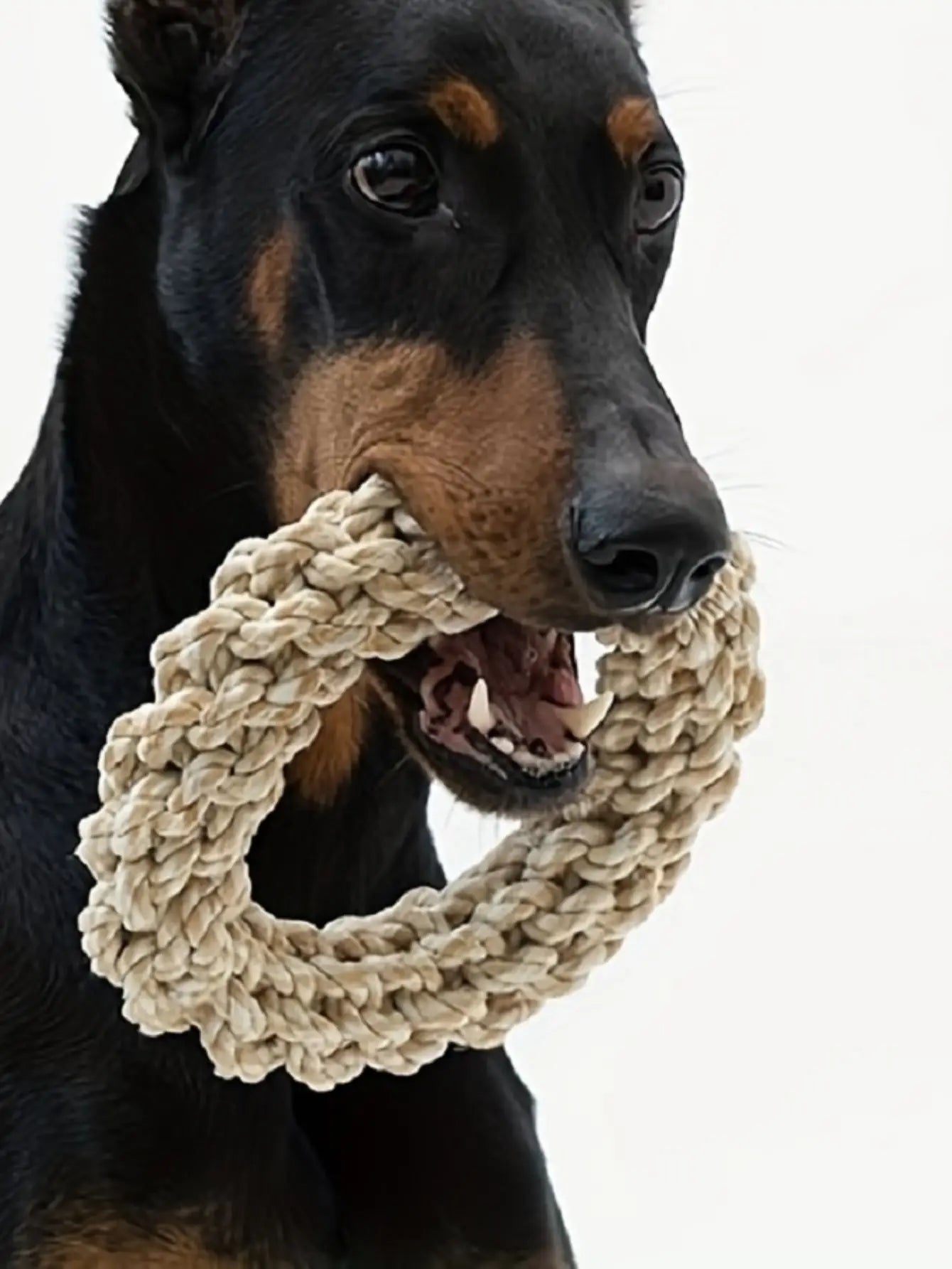 Dog Rope Bite Resistant Toy - FREE TODAY ONLY – Classy Pet Life
