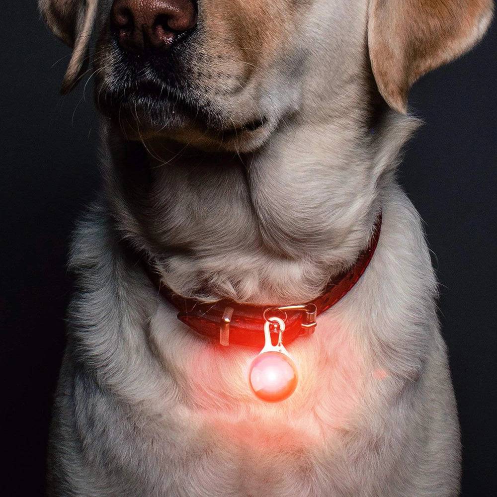 LED Pet Dog Collar-FREE TODAY ONLY – Classy Pet Life